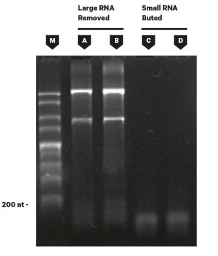 REAL microRNA Kit - Real Laboratory